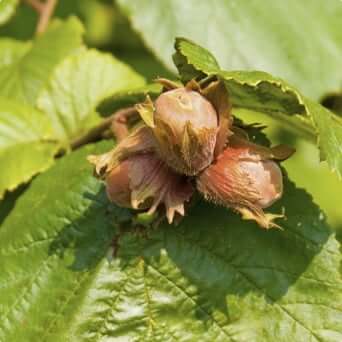 Our Hazelnuts